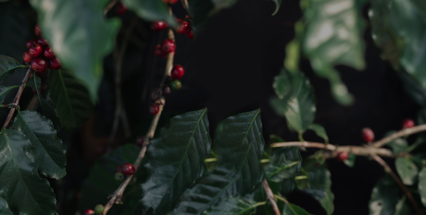 Home - ZUS COFFEE | Malaysia #1 Tech-Driven Coffee Chain